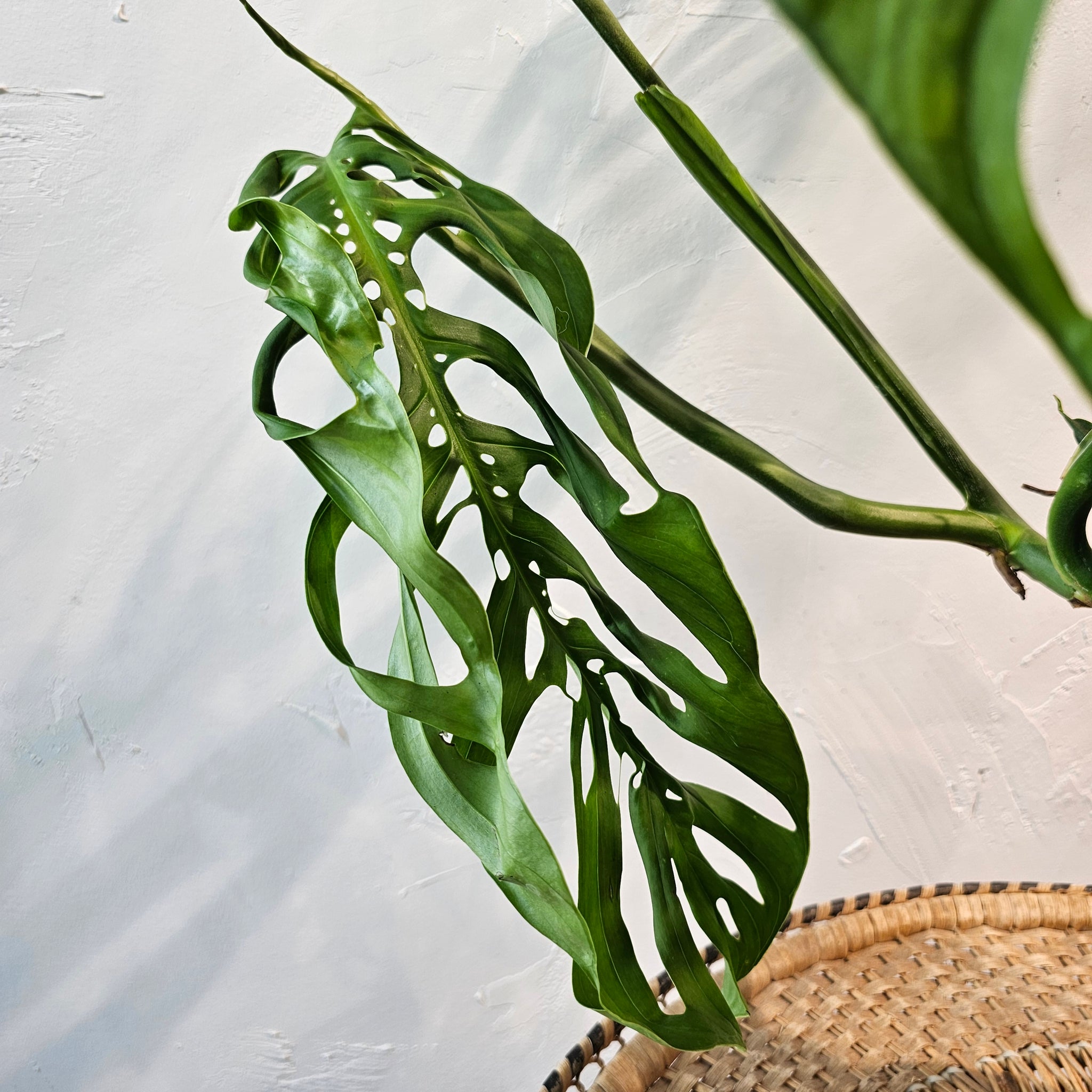 Esqueleto: Monstera epipremnoides - 10 inch pot - 2-3 foot tall ...