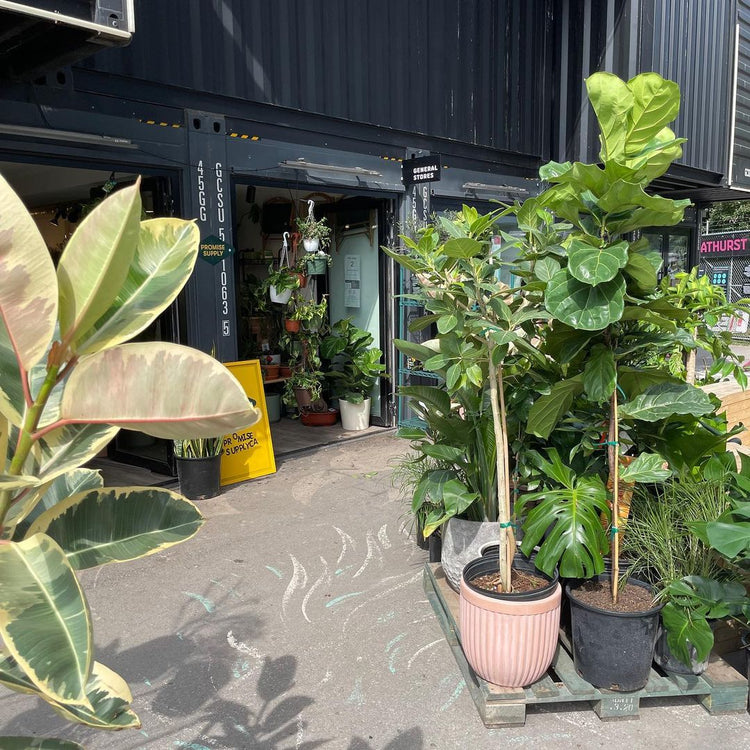 Staggered Corn Plant: Dracaena massangeana - 14 inch pot - 5.5-6 foot ...