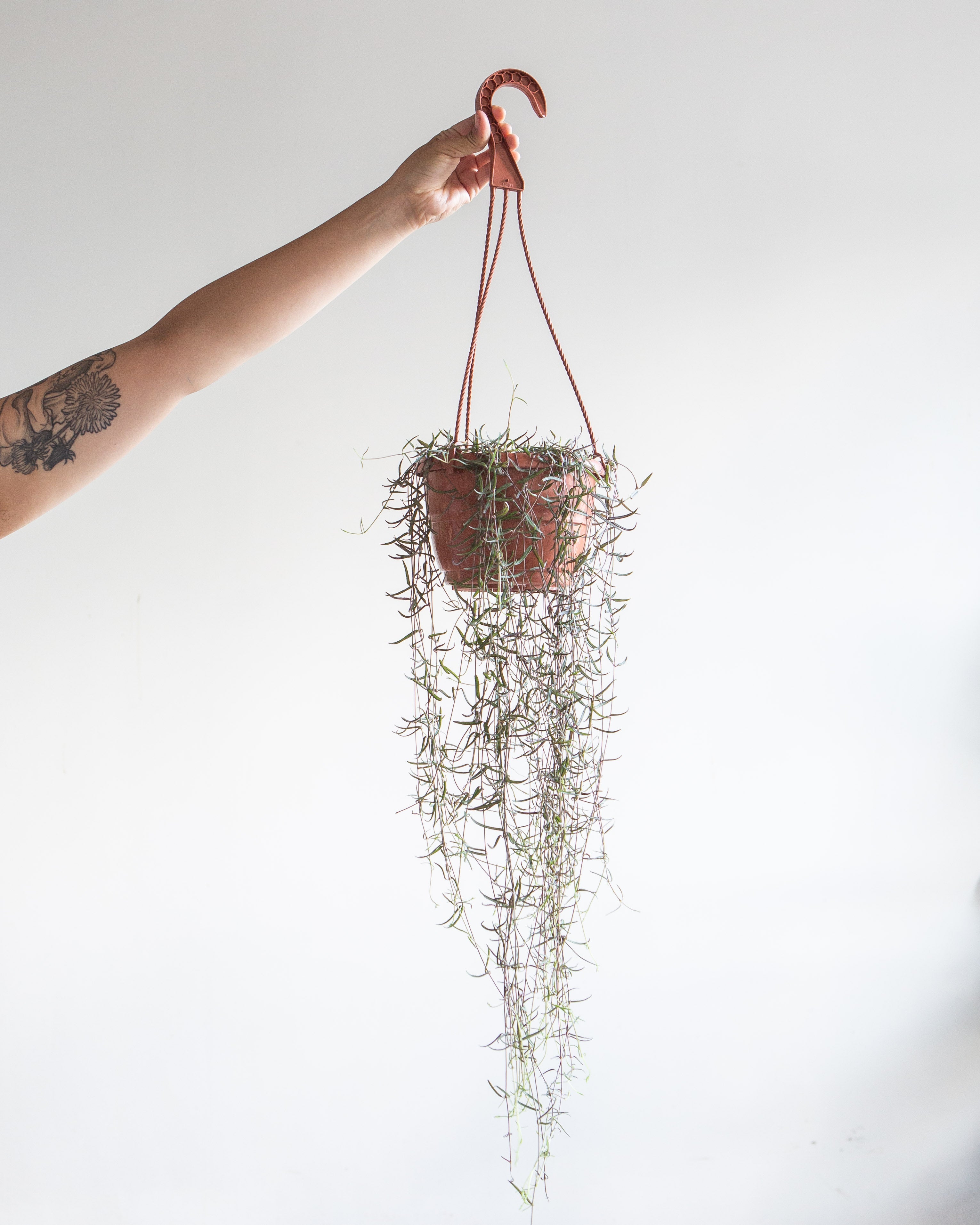 String Of Needles: Ceropegia - 6" Pot | Promise Supply