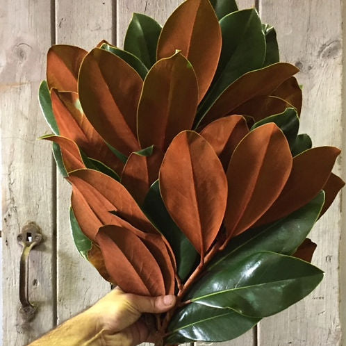 Magnolia Tip Bough – Promise Supply