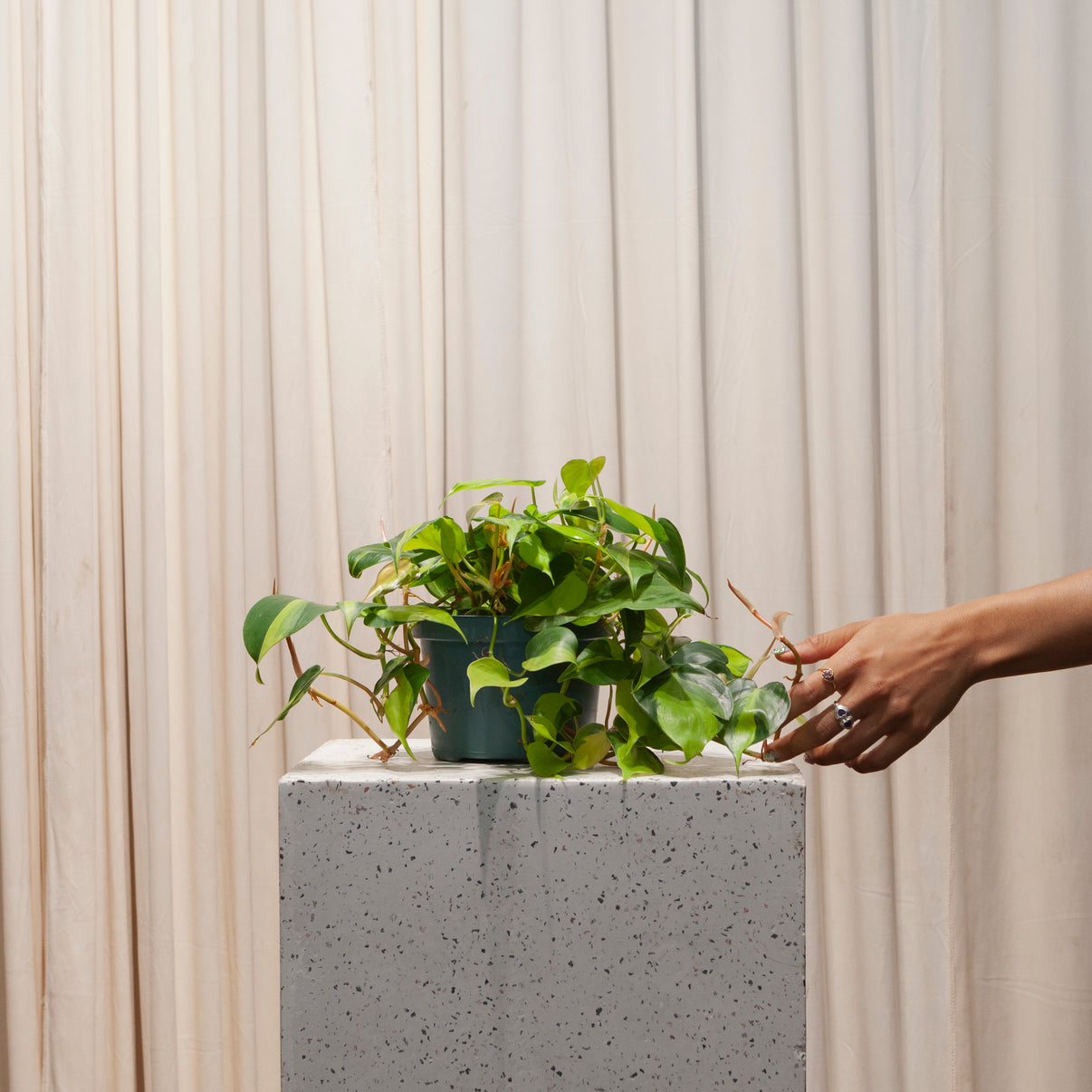 Heart Leaf Philo Brasil | Philodendron cordatum 'Brazil' in a 6 inch ...