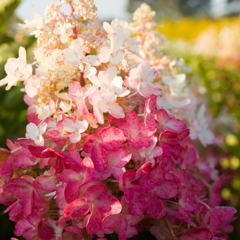 Pinky Winky Hydrangea: Hydrangea paniculata 'Pinky Winky' – Promise Supply