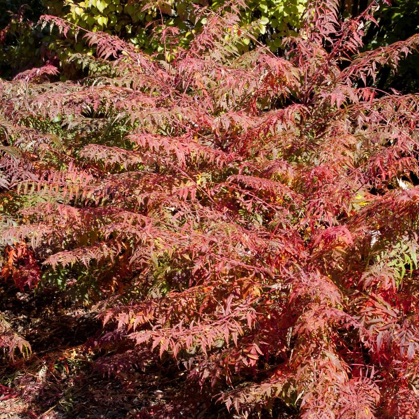 Cutleaf Staghorn Sumac: Rhus typhina 'Dissecta' – Promise Supply