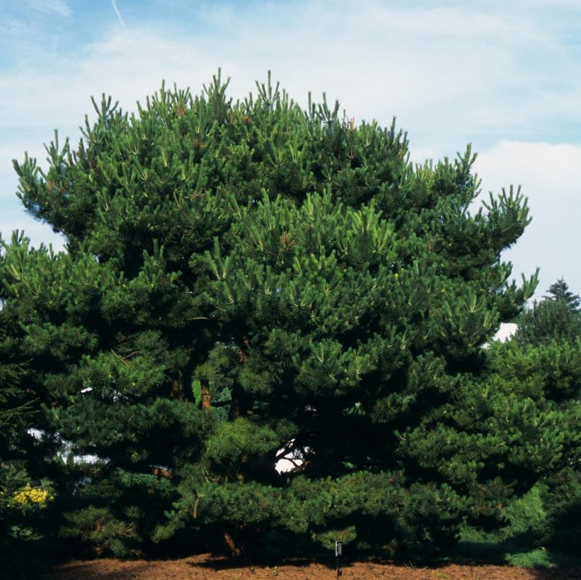 Pygmy Japanese Red Pine: Pinus densiflora 'Pygmaea' - 125CM Tall 16GAL ...