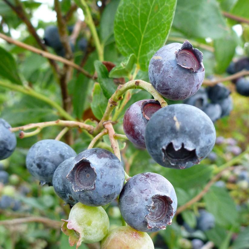 Duke Blueberry Bushes In Containers