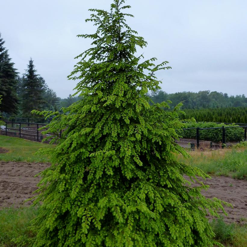 Canadian Eastern Hemlock: Tsuga canadensis – Promise Supply