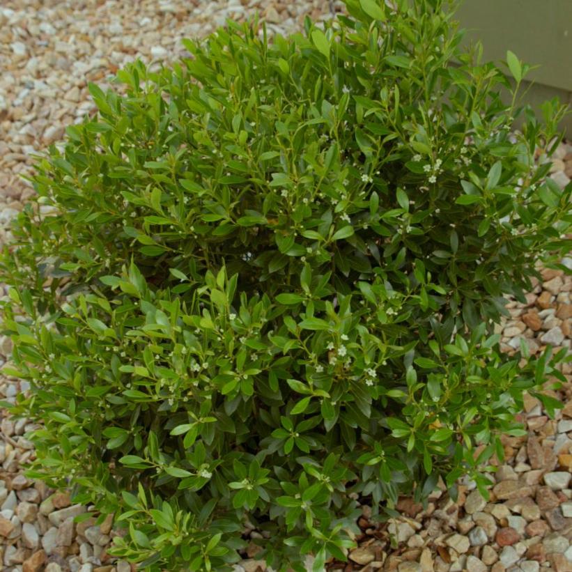 Shamrock Inkberry: Ilex glabra 'Shamrock' - 3GAL Pot 60cm Tall ...