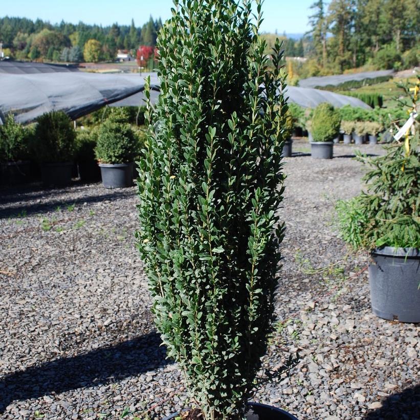 Japanese Holly: Ilex crenata 'Sky Pencil' – Promise Supply