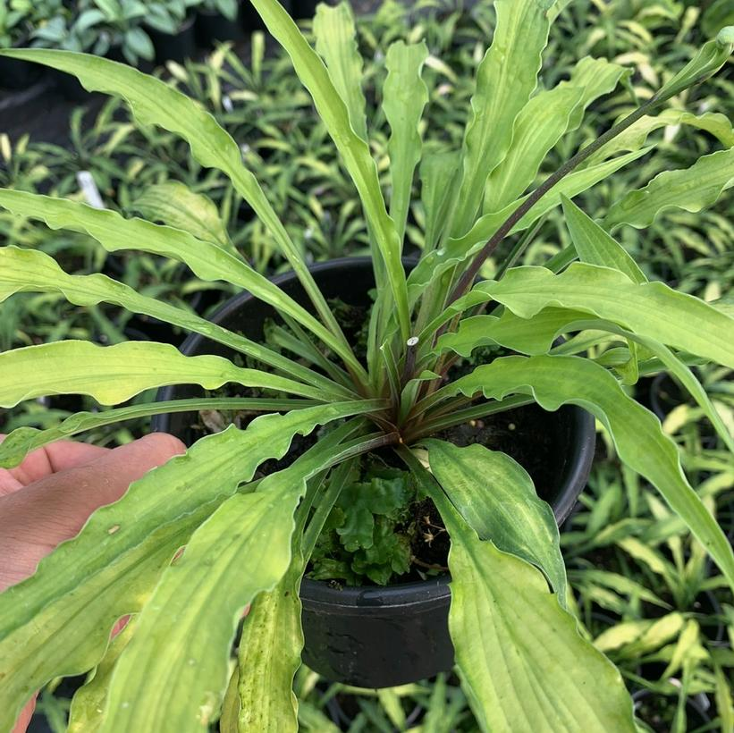 Curly Fries: Hosta - 1GAL Pot – Promise Supply