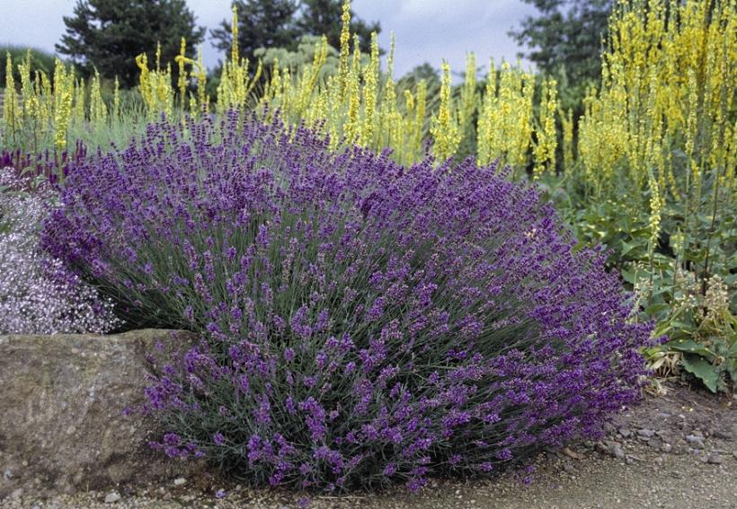 Hidcote Blue Lavender: Lavandula angustifolia – Promise Supply