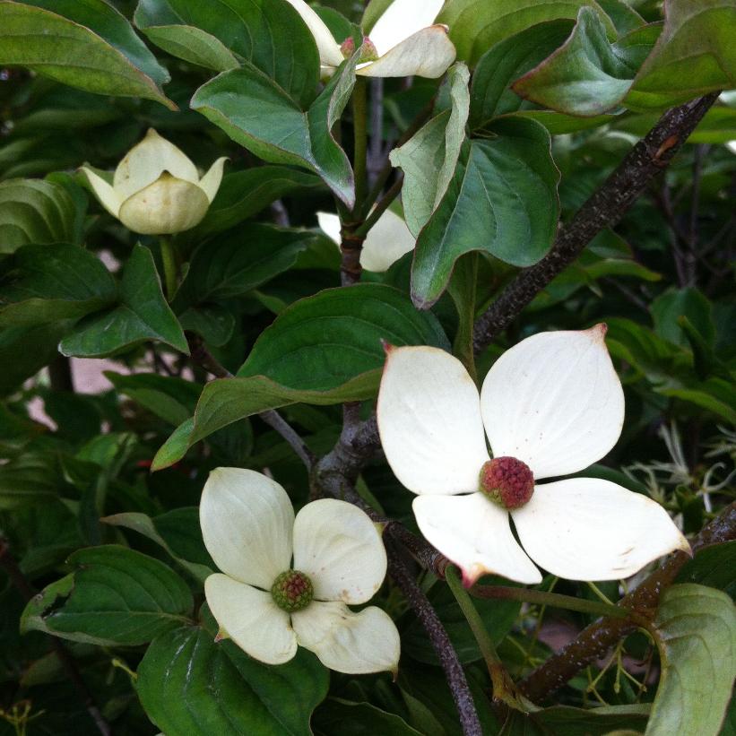 Venus Dogwood: Cornus - 175CM Tall 10Gal Pot – Promise Supply