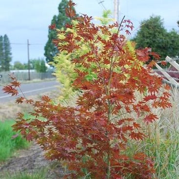 Dragon Tears Japanese Maple: Acer palmatum 'Dragon Tears' – Promise Supply