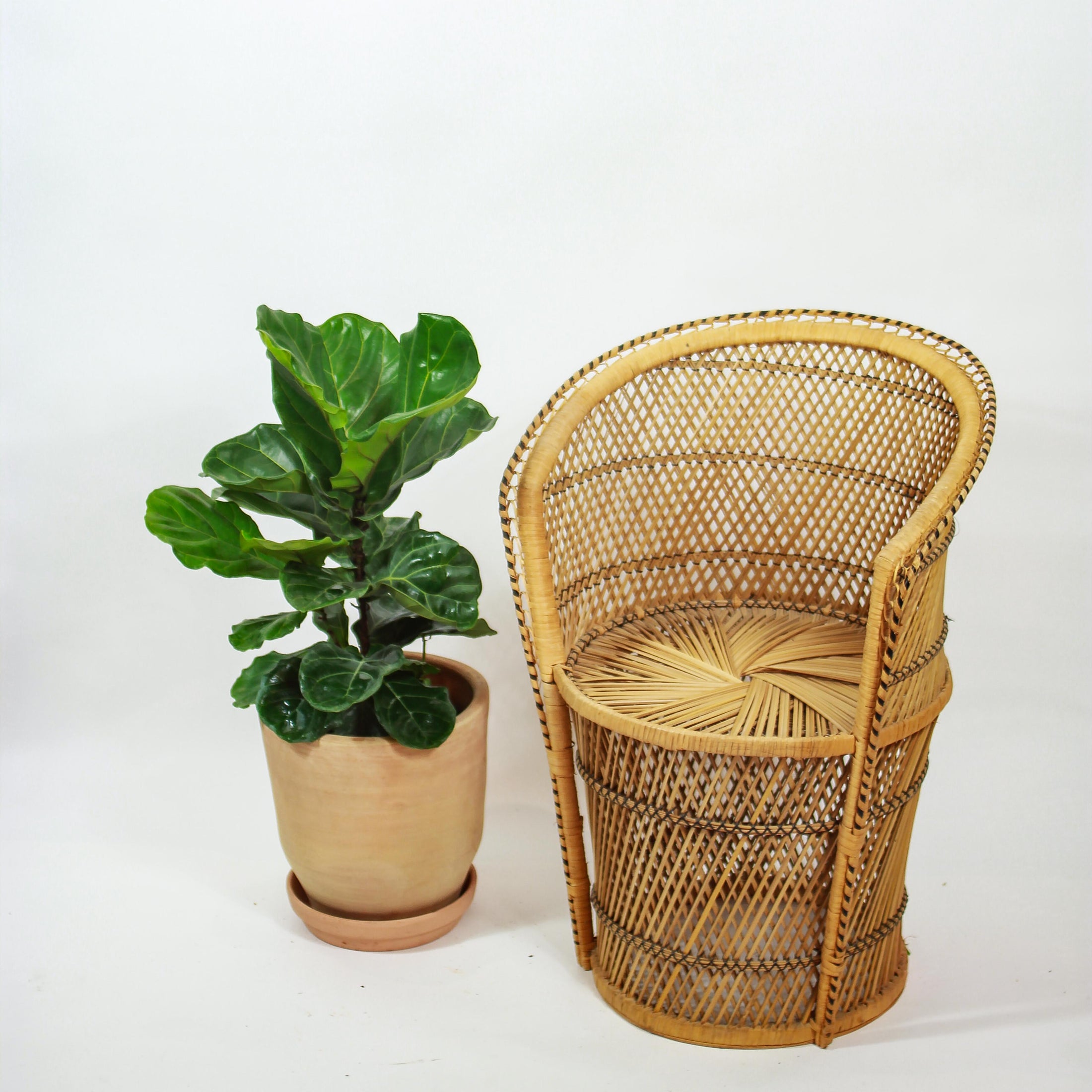 Fiddle Leaf Fig Column: Ficus lyrata - 10 inch pot - 2-5 foot tall ...