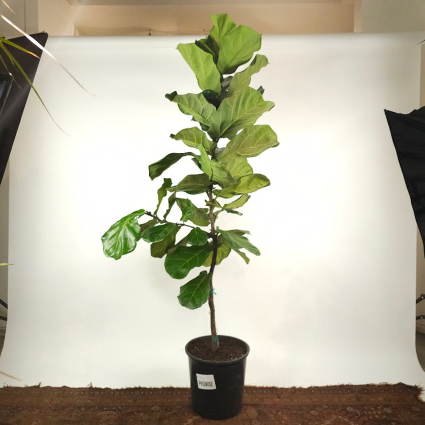 Fiddle Leaf Fig Branching Column: Ficus lyrata - 14 inch pot - 6 foot ...
