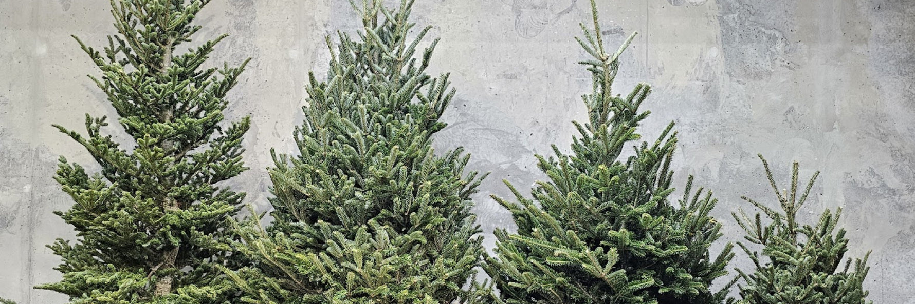 Toronto-Based Tropical Plant Store | Shop Online and In Store – Promise ...