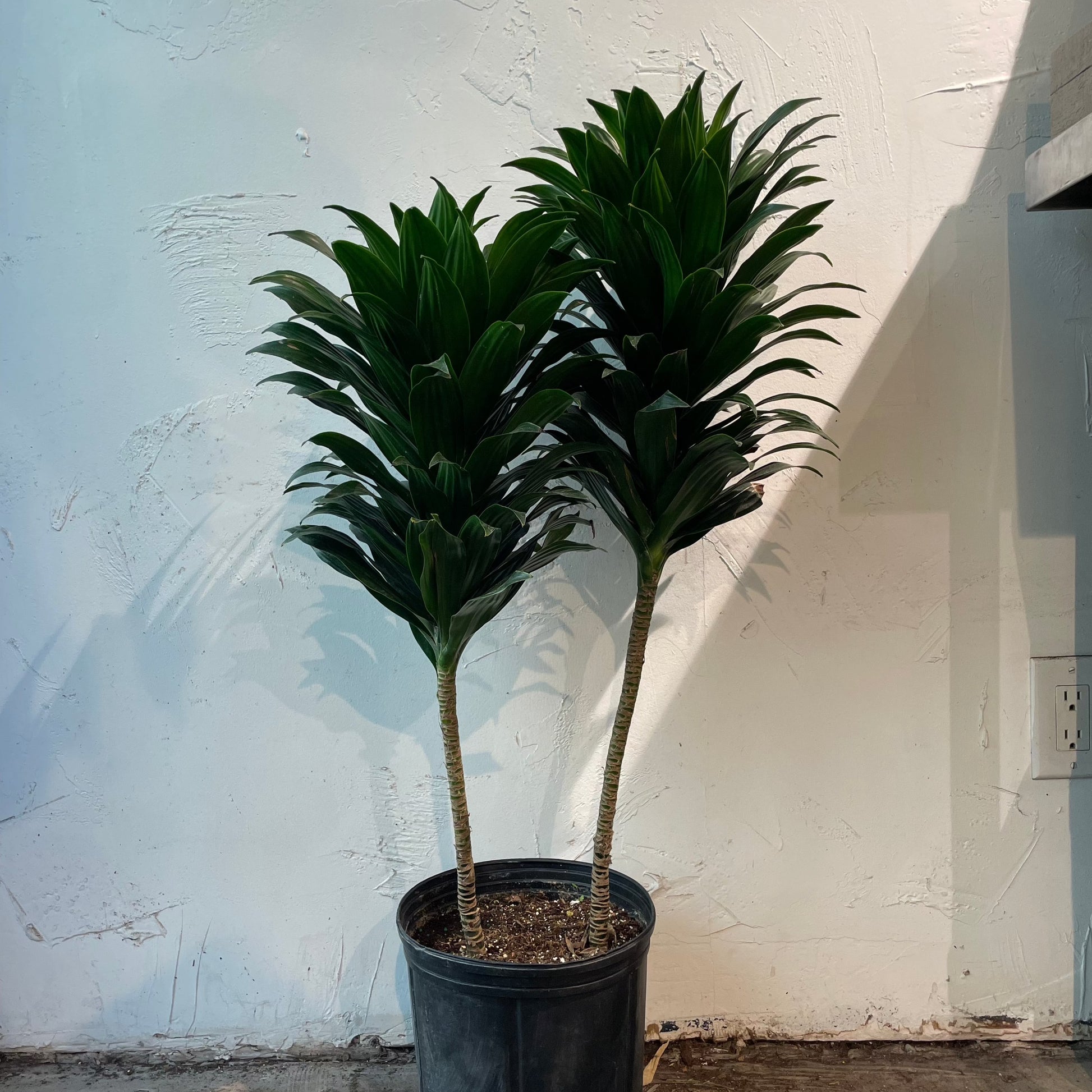 Janet Craig Bush: Dracaena fragrans 'Compacta' - 2-3 foot tall - 10 in ...