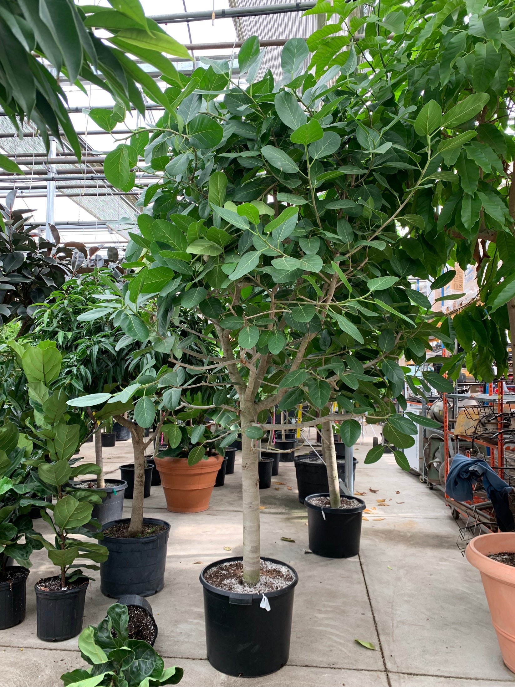 Ficus Audrey: Ficus benghalensis - 17 inch pot - 7+ foot tall – Promise ...