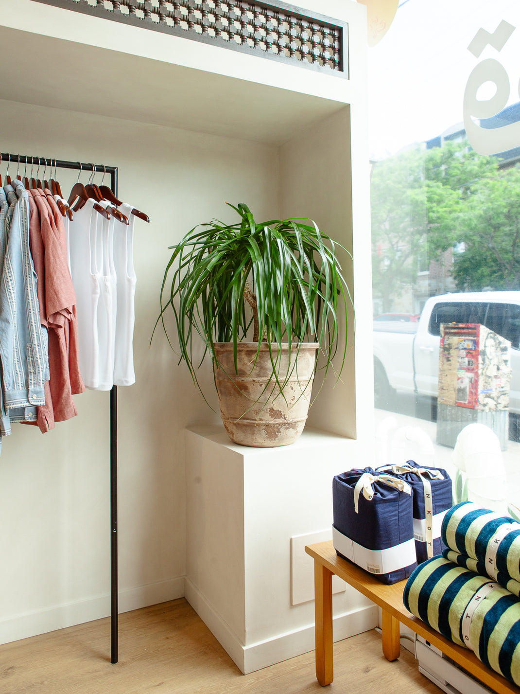 Toronto-Based Tropical Plant Store | Shop Online and In Store – Promise ...