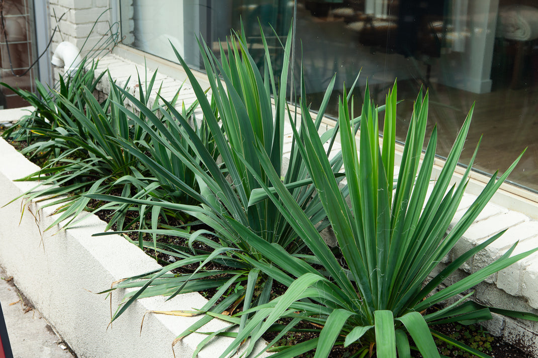 Toronto-Based Tropical Plant Store | Shop Online and In Store – Promise ...