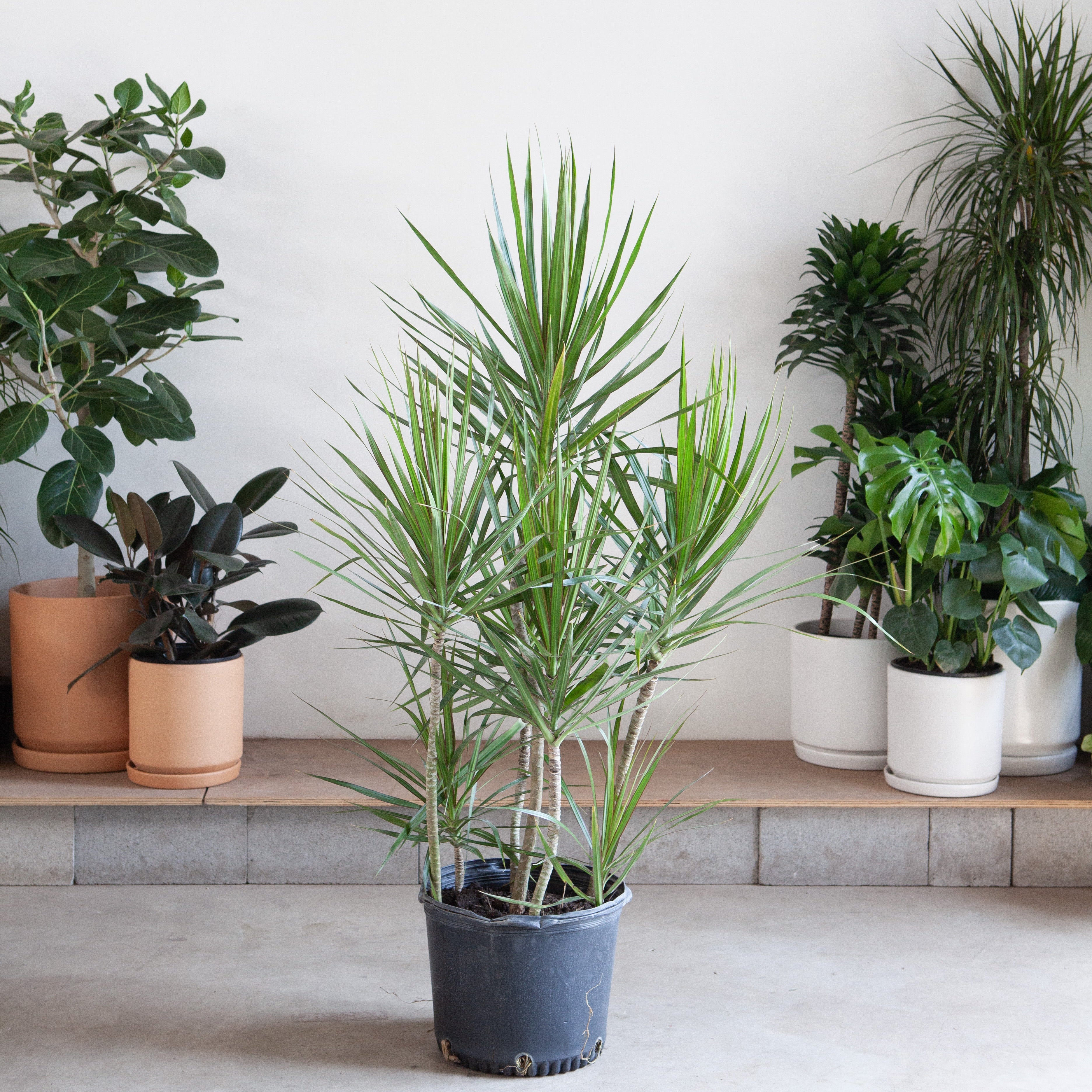 Staggered Dragon Tree: Marginata - 14" Pot | Promise Supply