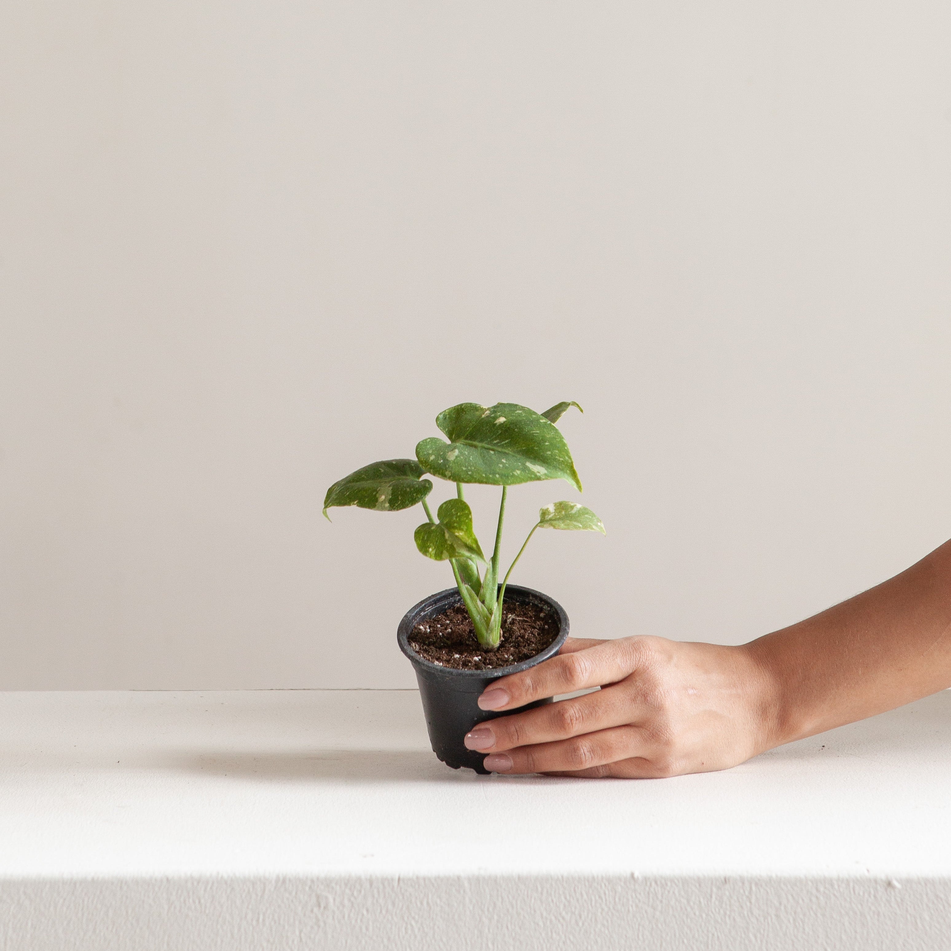 Thai Constellation Monstera - 4" Pot | Promise Supply
