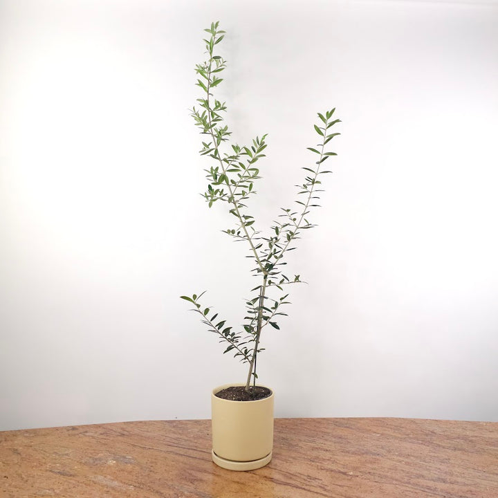 Plants: Olive Trees - Olea Europa – Promise Supply