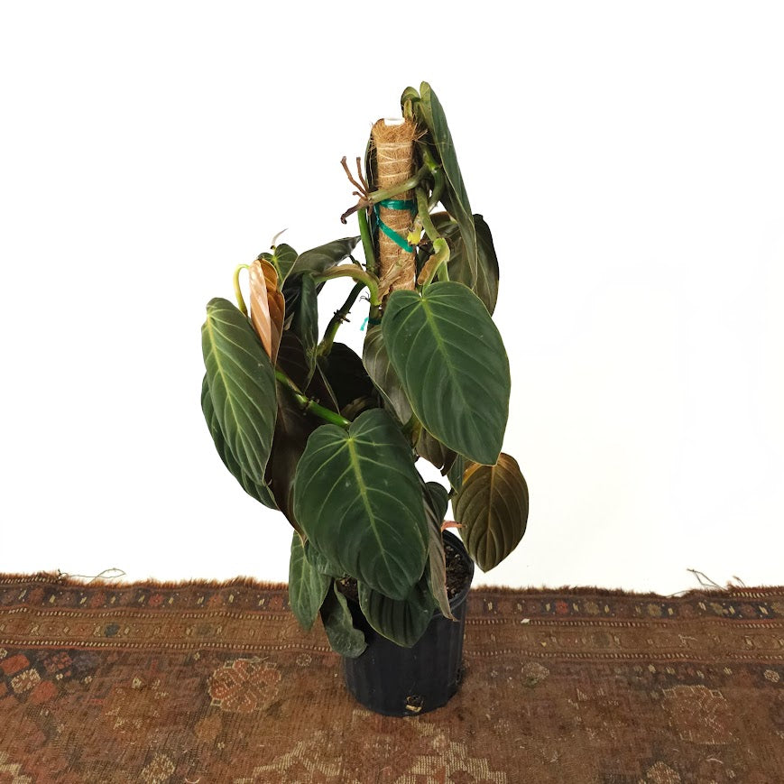 Philodendron gigas on Moss Pole - 10 inch pot - 4 foot tall – Promise ...