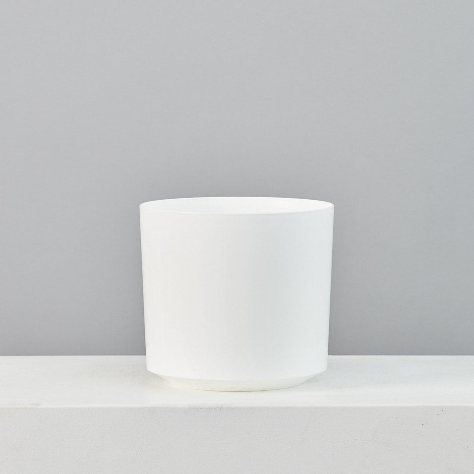 Staggered Corn Plant: Dracaena massangeana - 14 inch pot - 6-7 foot ta ...