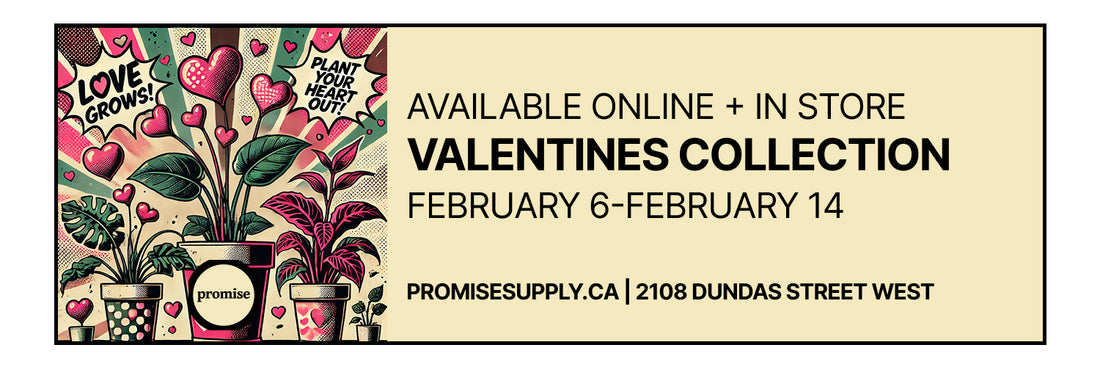 PROMISE: Toronto-Based Plant Store + Designers | Online and In Store ...