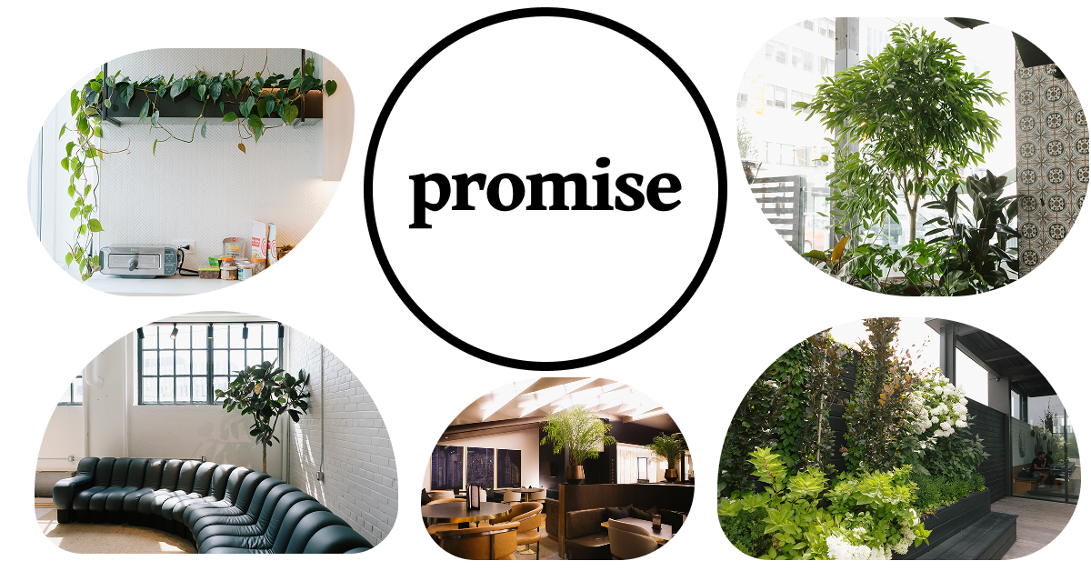 PROMISE: Toronto-Based Plant Store + Designers | Online and In Store ...
