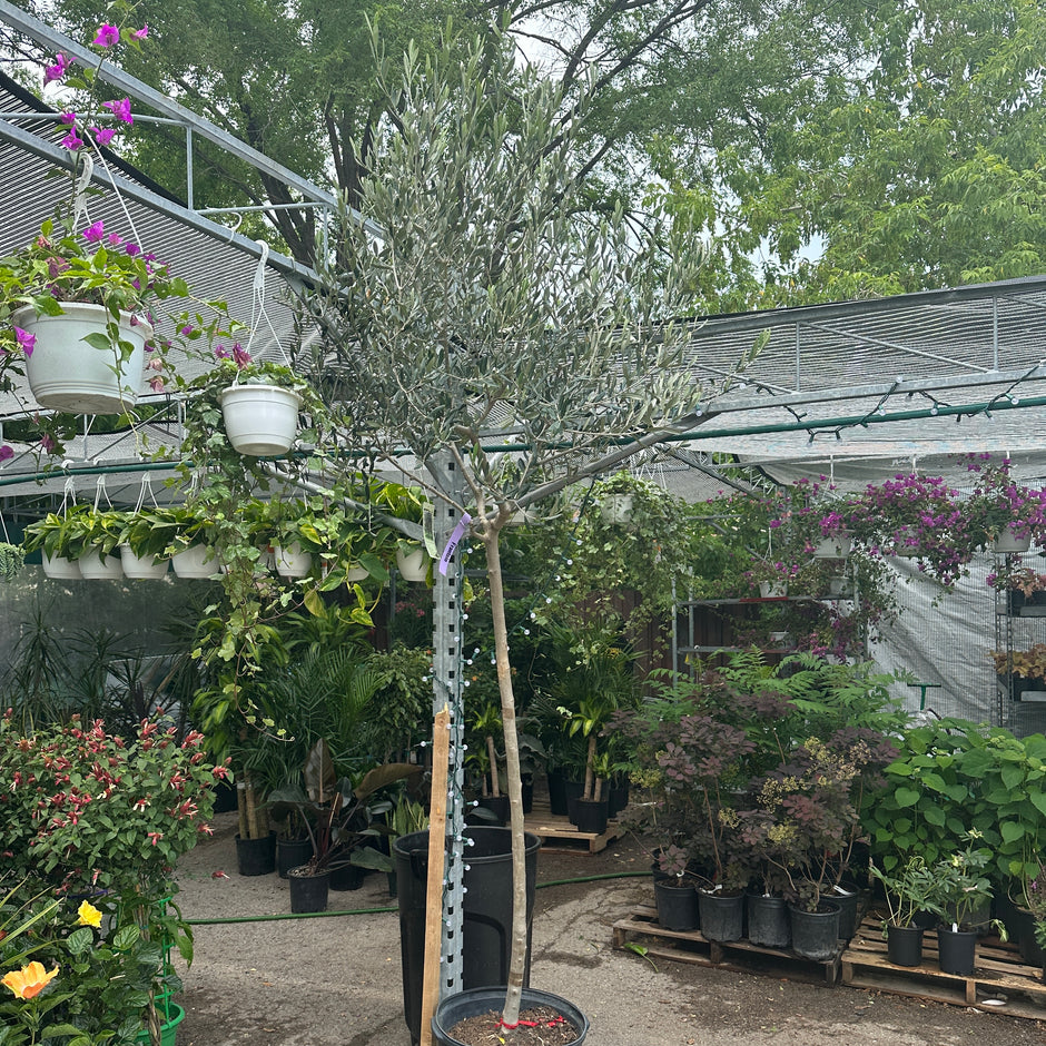 Plants: Olive Trees - Olea Europa – Promise Supply