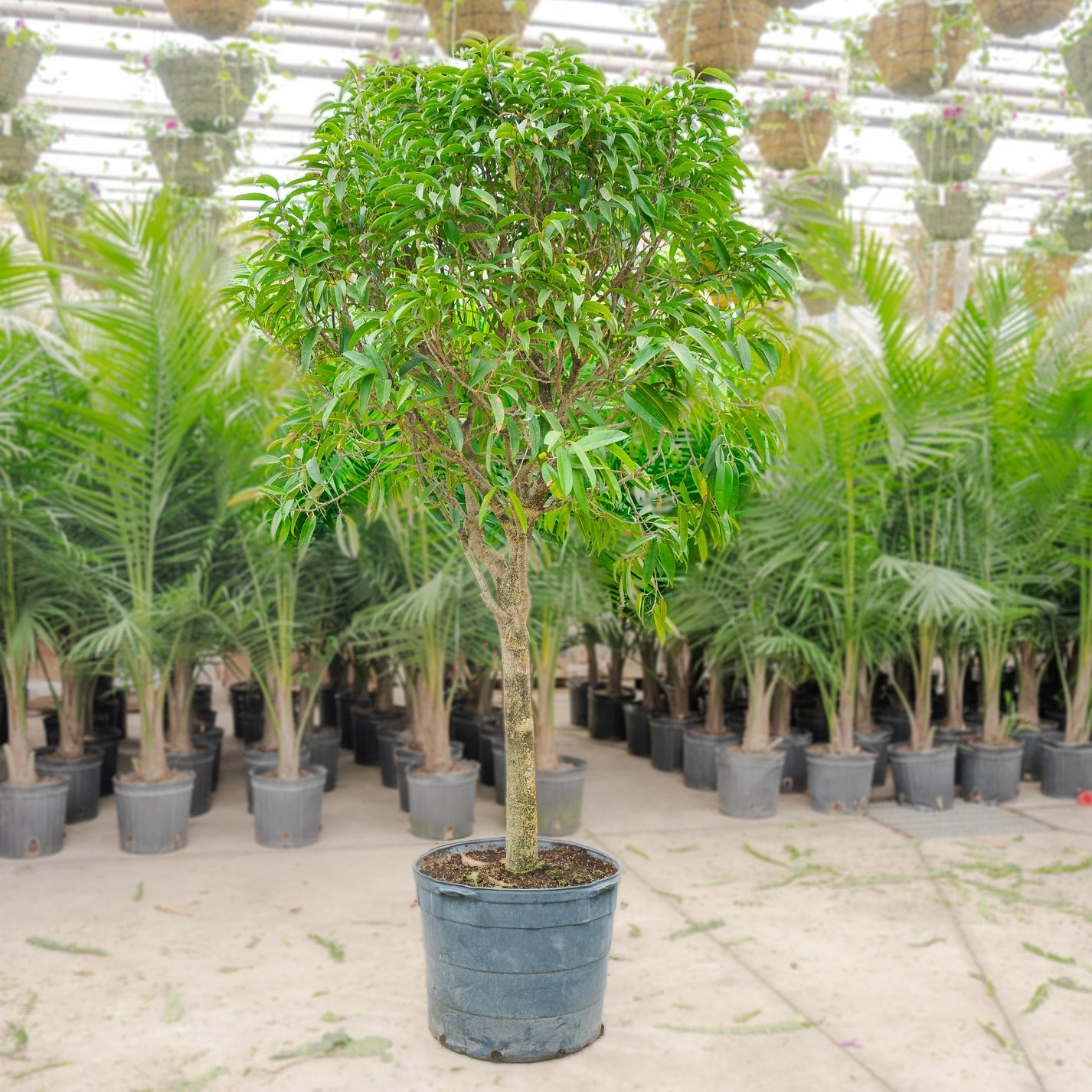 Banana Fig: Ficus alii - 21 inch pot - 9-10 foot tall – Promise Supply