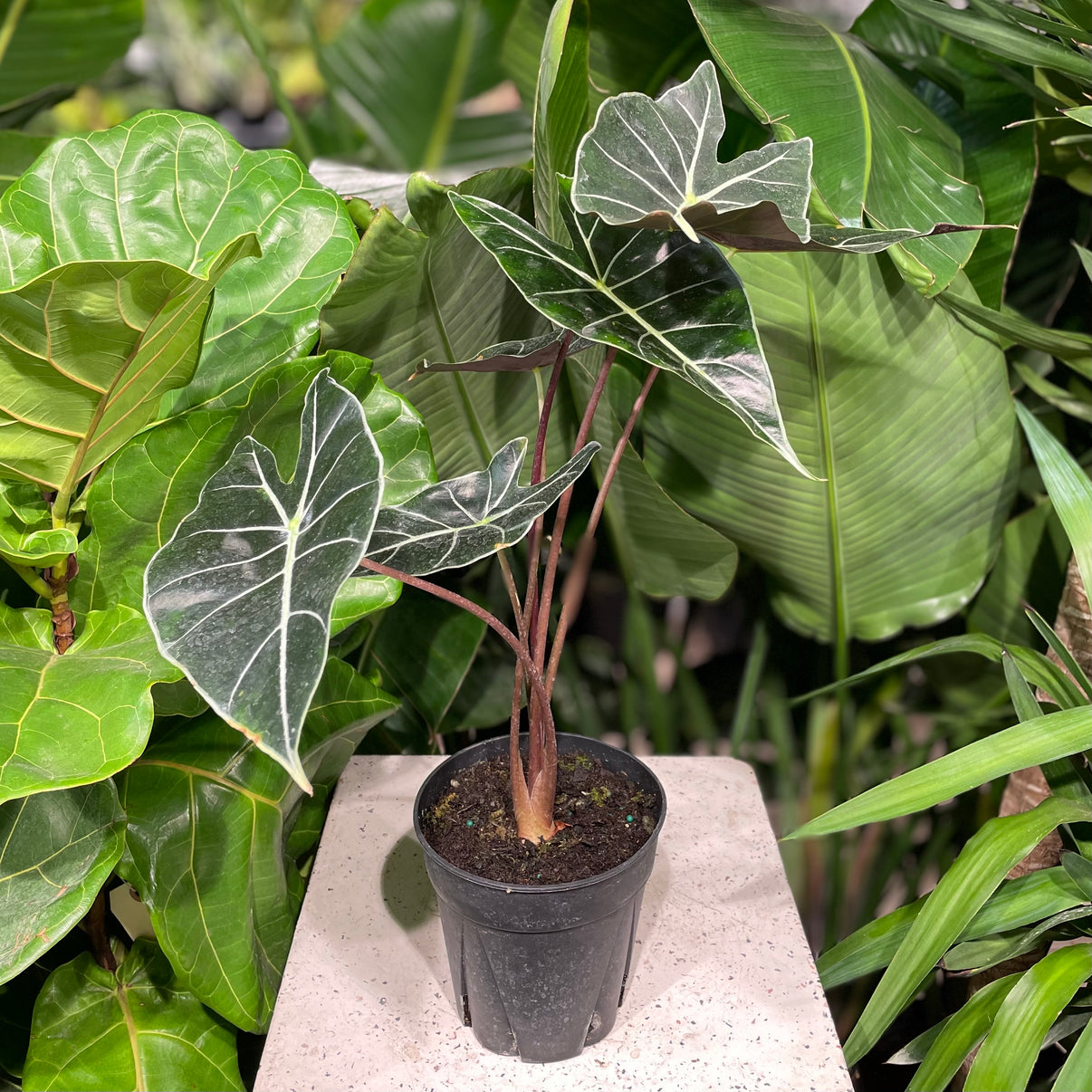 "Dragons Tooth" Elephant Ear - 6" pot - Alocasia longiloba – Promise Supply