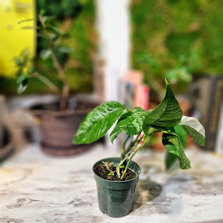 Variegated 'Albo' Pothos | Epipremnum pinnatum in a 4 inch pot ...