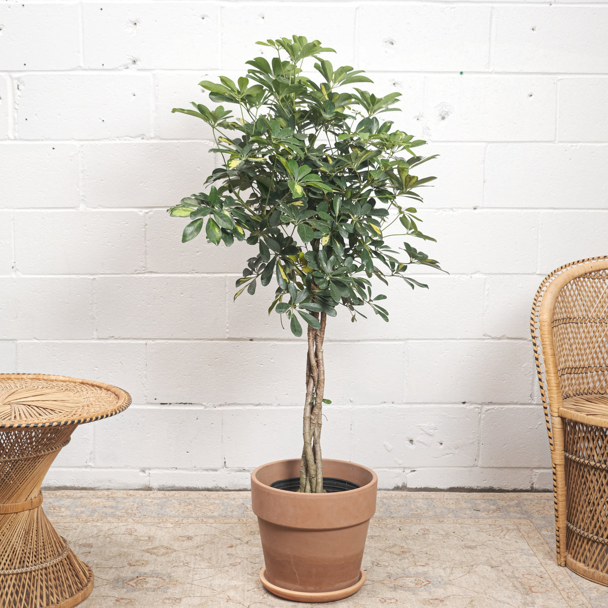 Variegated Dwarf Umbrella Tree: Schefflera arboricola 'Capella' - 10 i ...