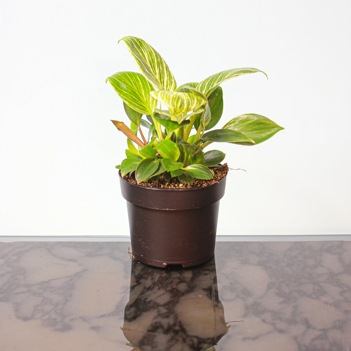 Birkin Philo | Philodendron 'Birkin' in a 5 inch pot – Promise Supply